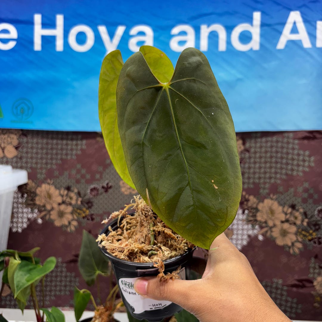 Anthurium Goliath X RVDP X VS - Etsy