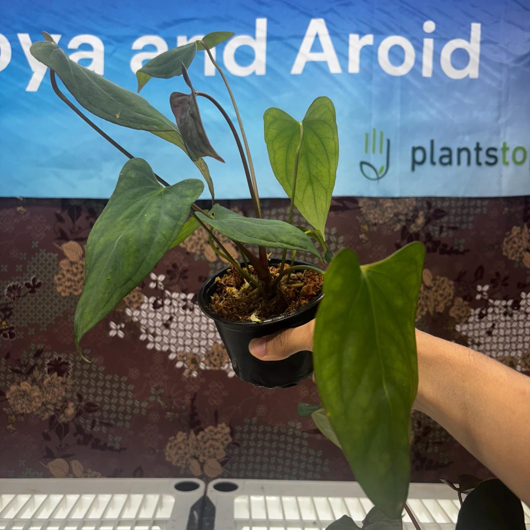 Anthurium Papil Var X Black Sweet - Etsy