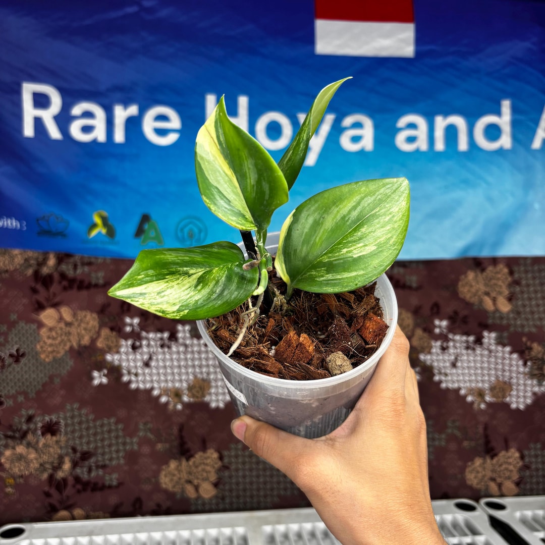 Scindapsus Rubicon: Exact Plant Photo - Etsy