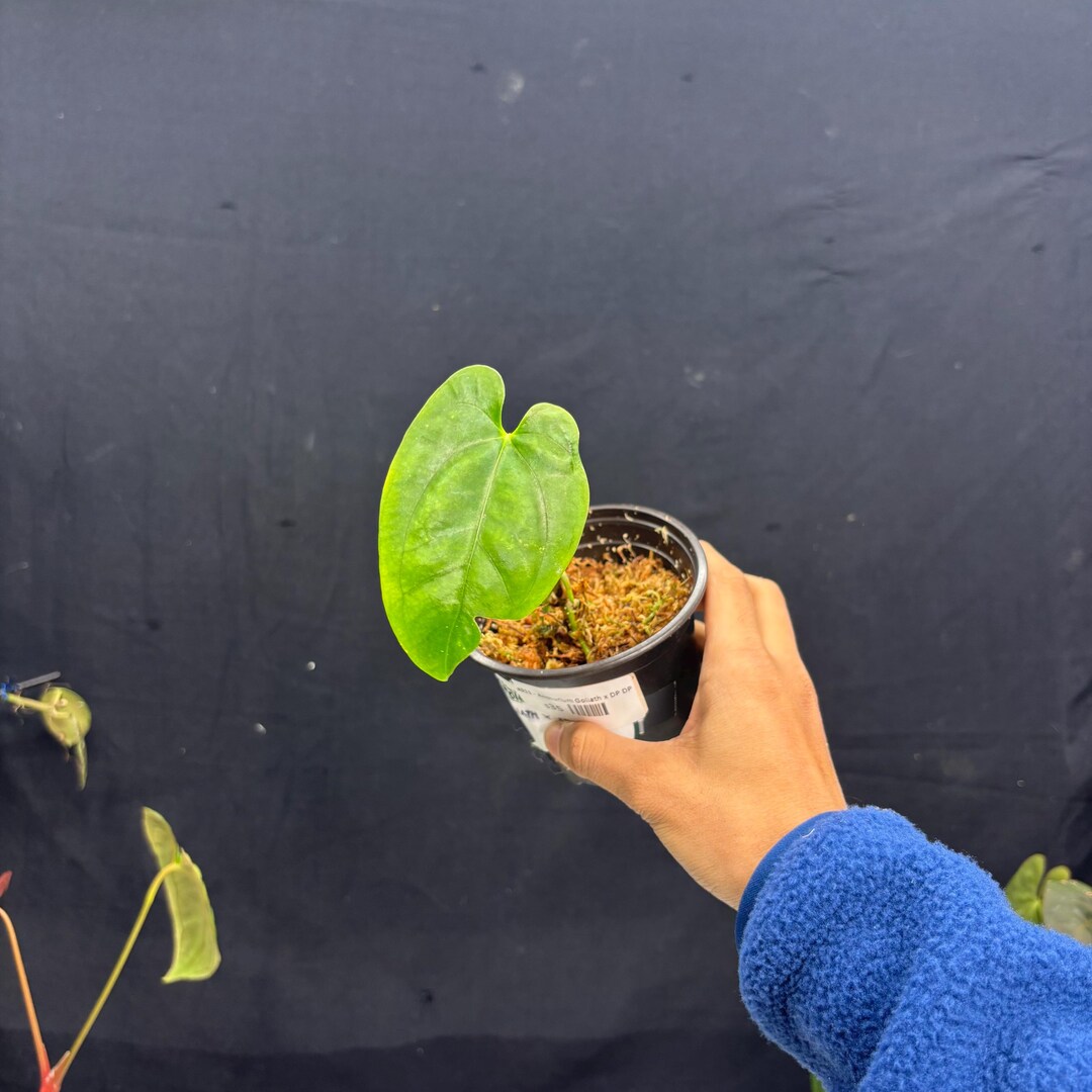 Anthurium Goliath X DP DP - Etsy