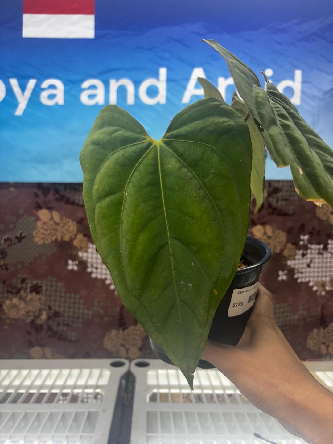 Anthurium BVIT X DP - Etsy