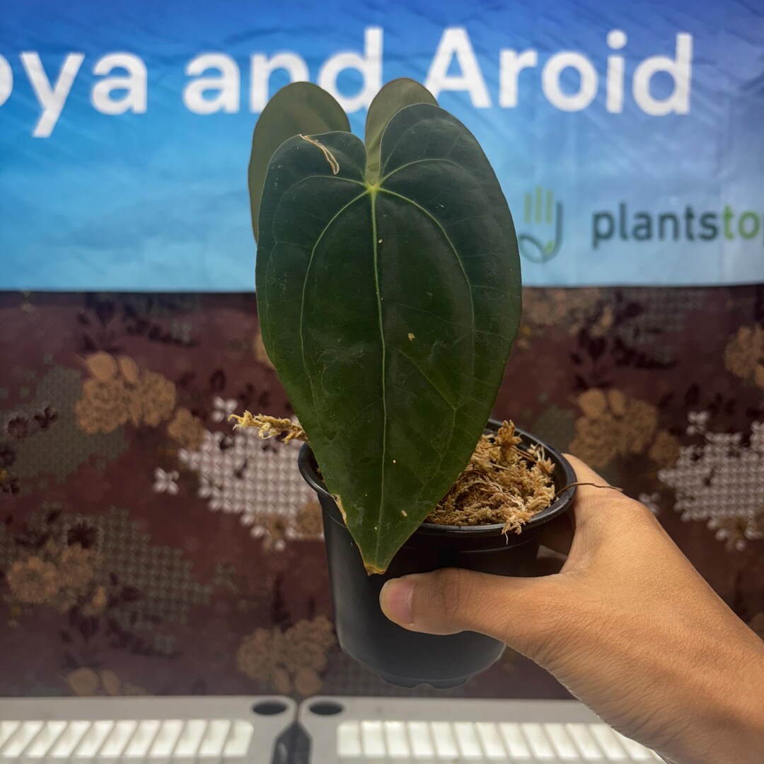 Anthurium Goliath X RVDP X VS - Etsy