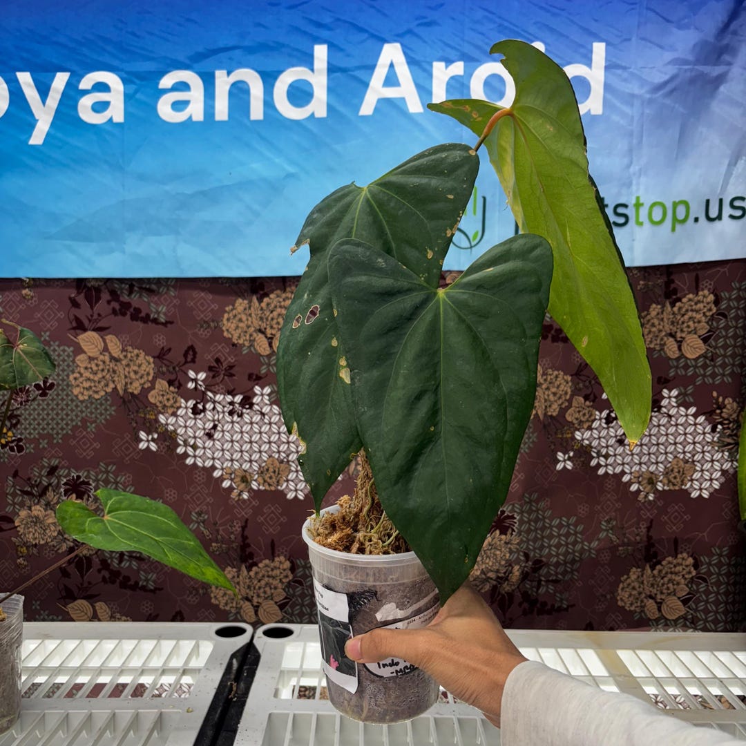 Anthurium Blue Papil X Indo Portilae - Etsy
