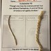 Cord of Three Strands Bible Scripture Activity - Etsy
