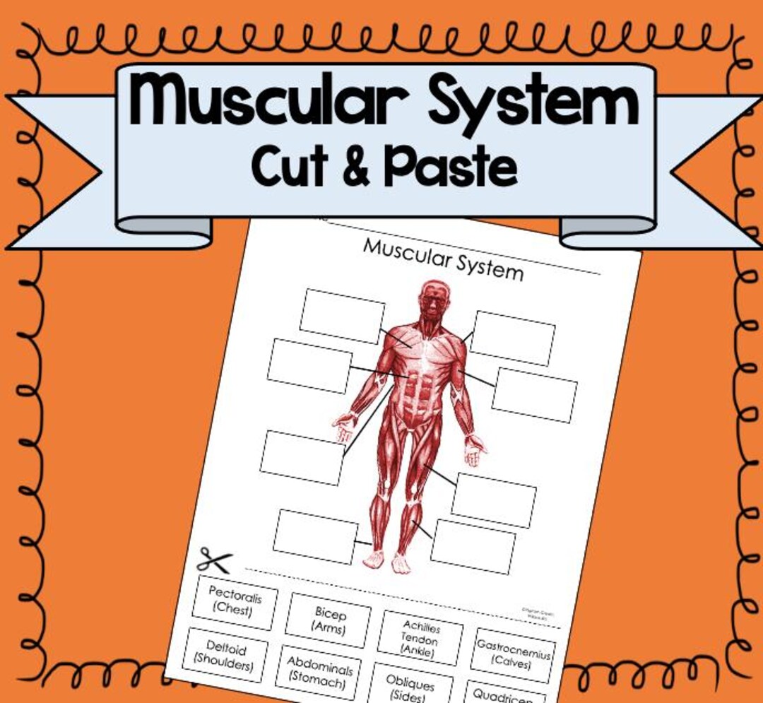 Muscular System Activity {cut & Paste!} - Etsy