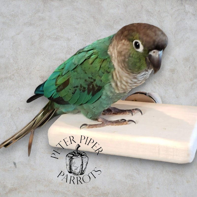 Parrot Play Stand Perch - Etsy