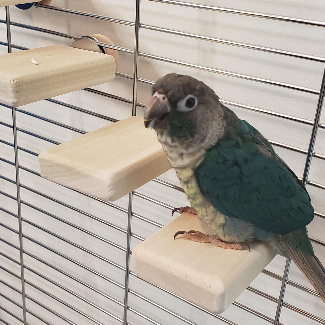 Natural Wood Bird Flat Perch Stair Set | Increase Enclosure Play Space ...