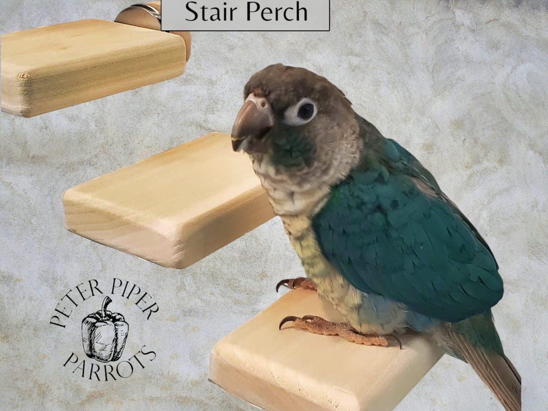 Natural Wood Bird Flat Perch Stair Set | Increase Enclosure Play Space ...