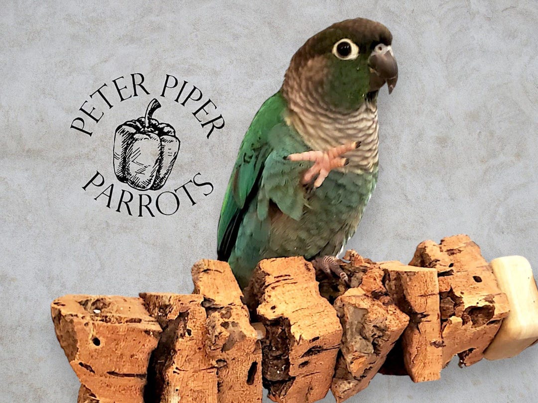 Refillable Cork Kabob Bird Perch | Promote Foraging and Mental ...