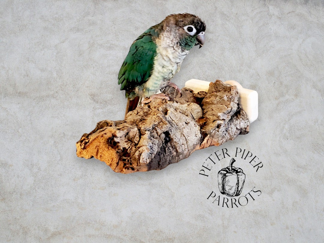 Natural Cork Bird Shelf/flat Perch | Promote Foot Health and Mental ...