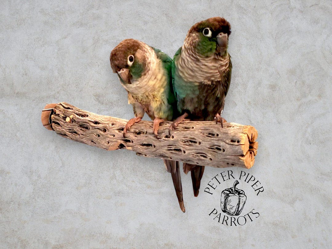 Cholla Cactus Parrot Perch | Natural Cholla Cactus Wood Bird Perch - Etsy