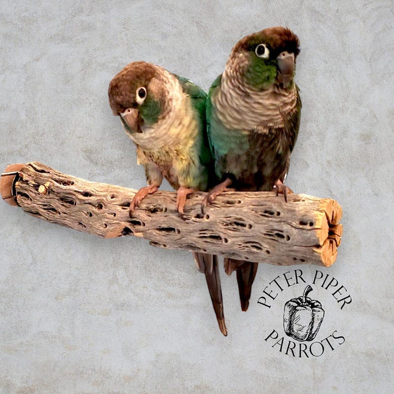 Bird Perch 16 - Etsy