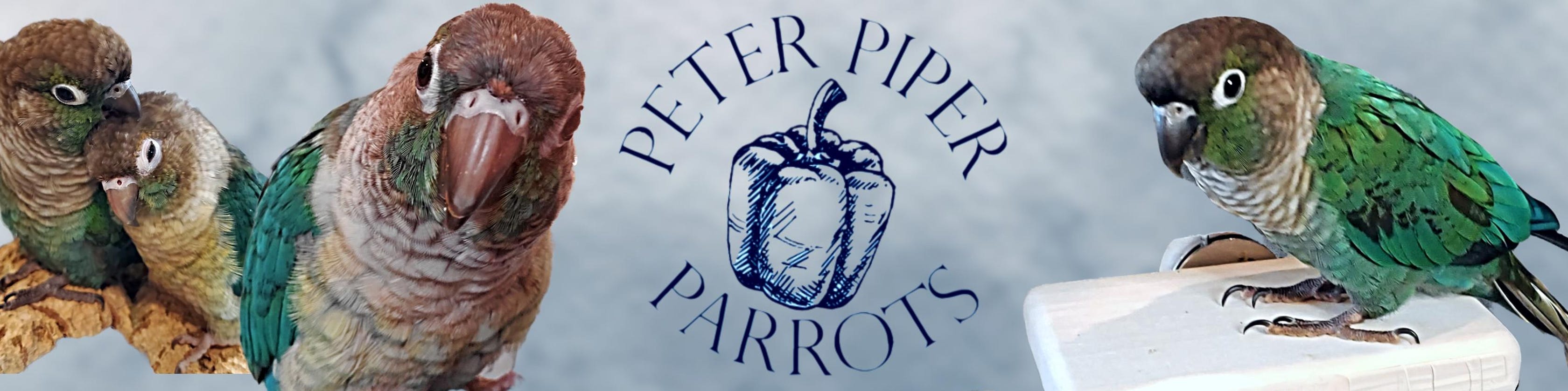 PeterPiperParrots - Etsy