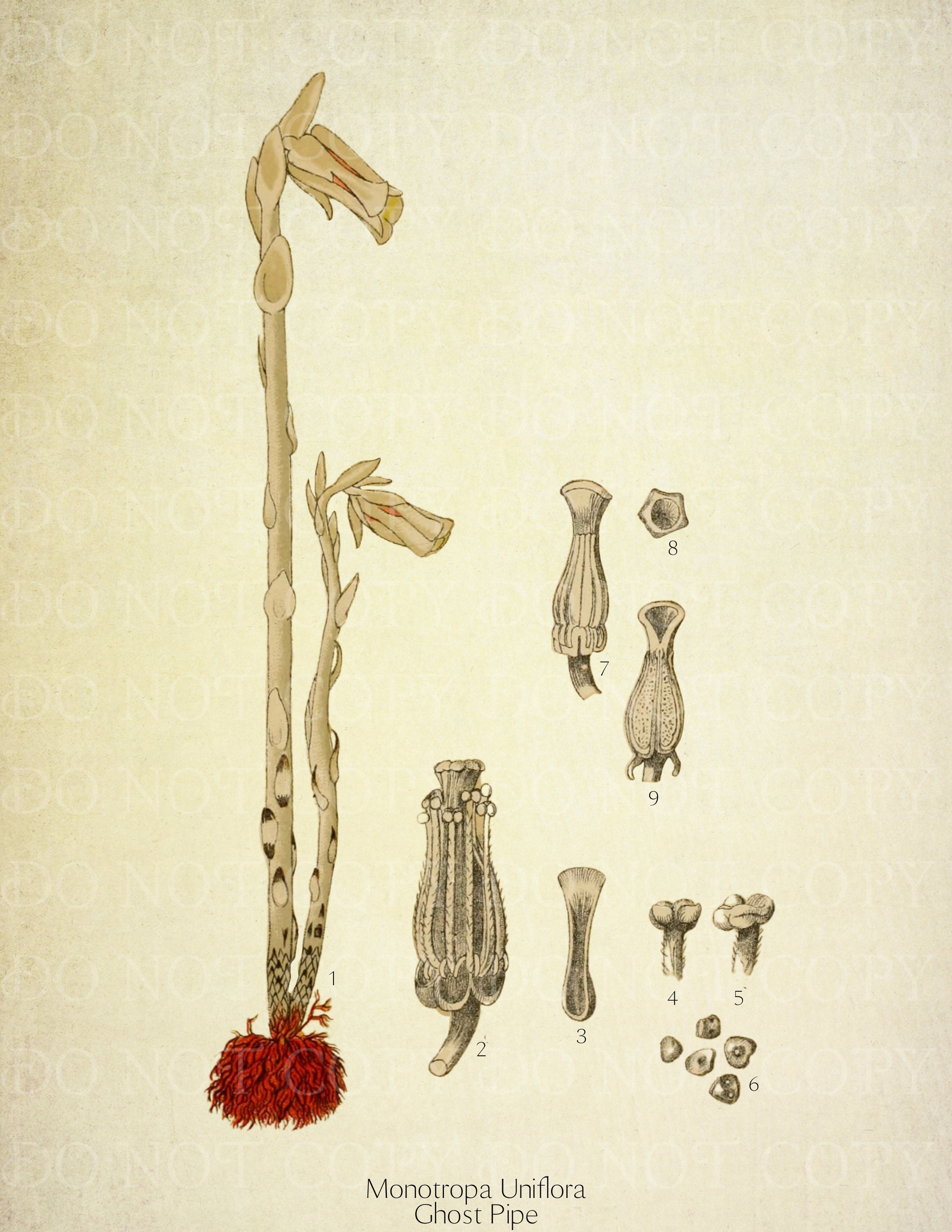 Vintage Ghost Pipe Botanical Print INSTANT DOWNLOAD Monotropa Uniflorum ...