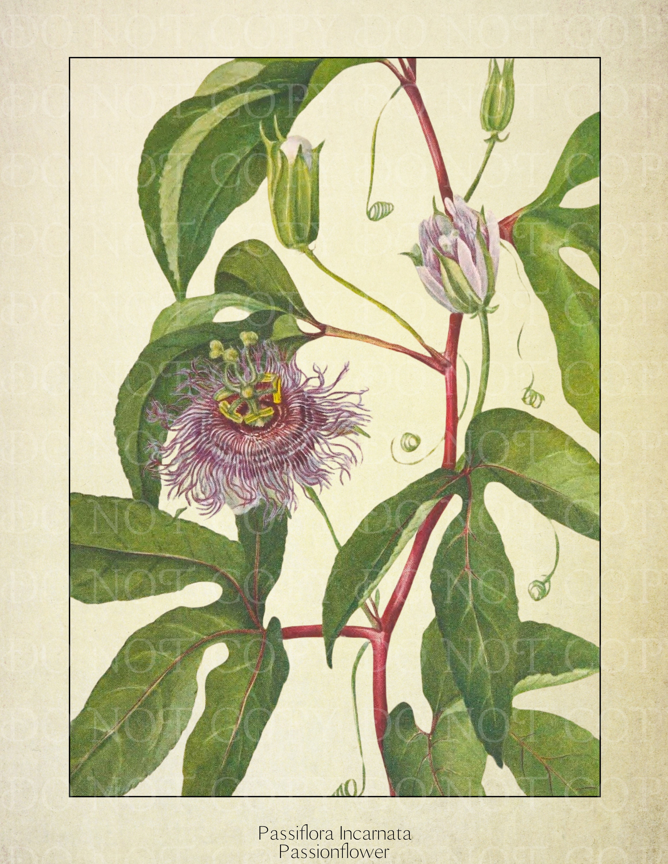 Vintage Passionflower Botanical Illustration INSTANT DOWNLOAD ...