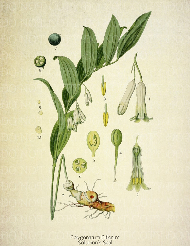 Vintage Solomon's Seal Botanical Illustration INSTANT DOWNLOAD ...