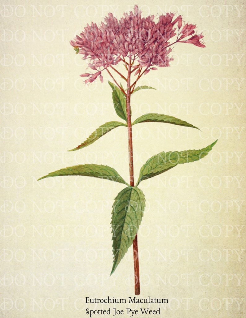 Vintage Spotted Joe Pye Weed Botanical Illustration INSTANT DOWNLOAD ...
