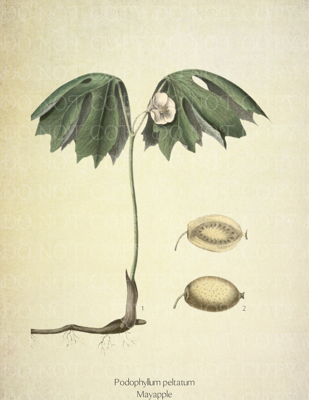 Vintage Mayapple Botanical Illustration INSTANT DOWNLOAD Podophyllum ...