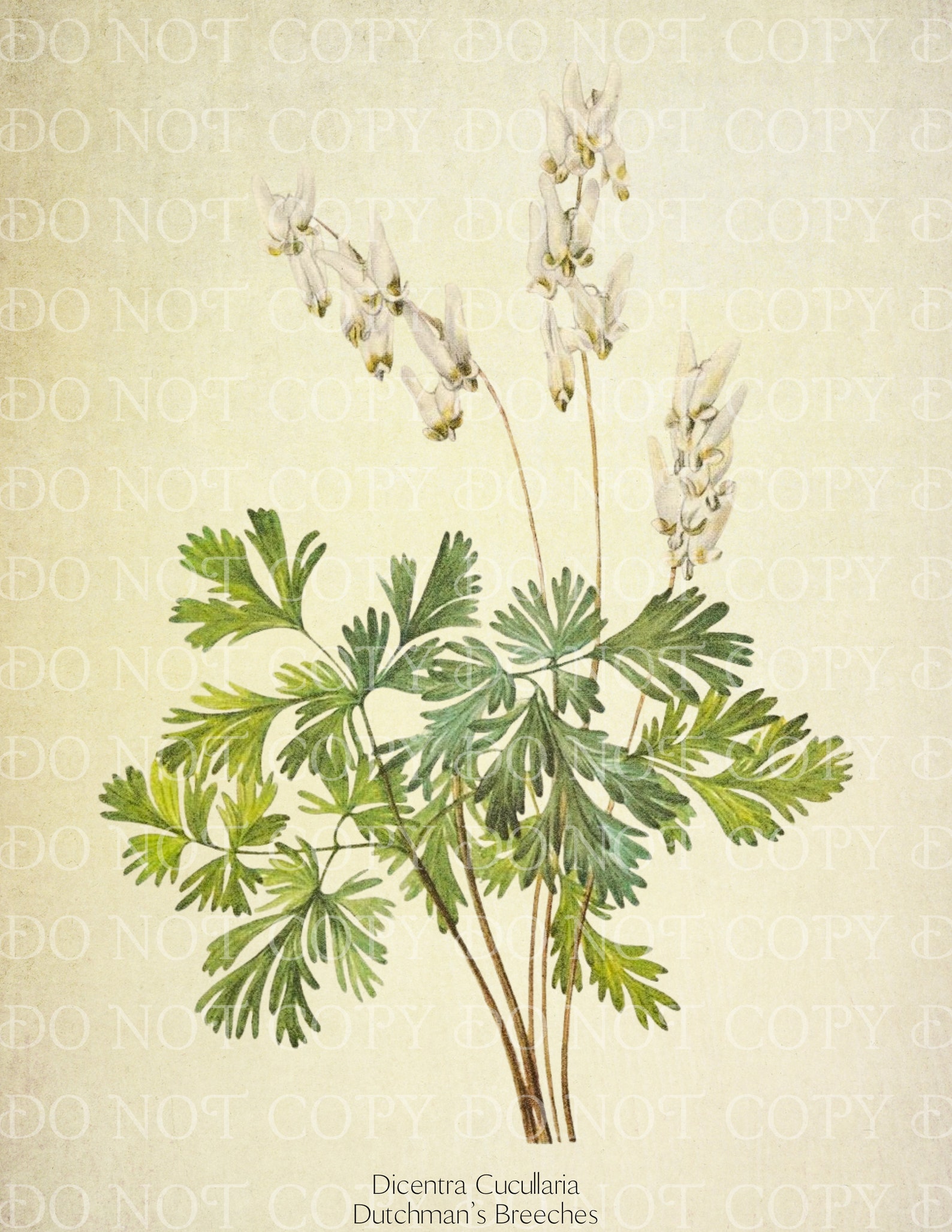Vintage Dutchman's Breeches Botanical Illustration INSTANT DOWNLOAD ...