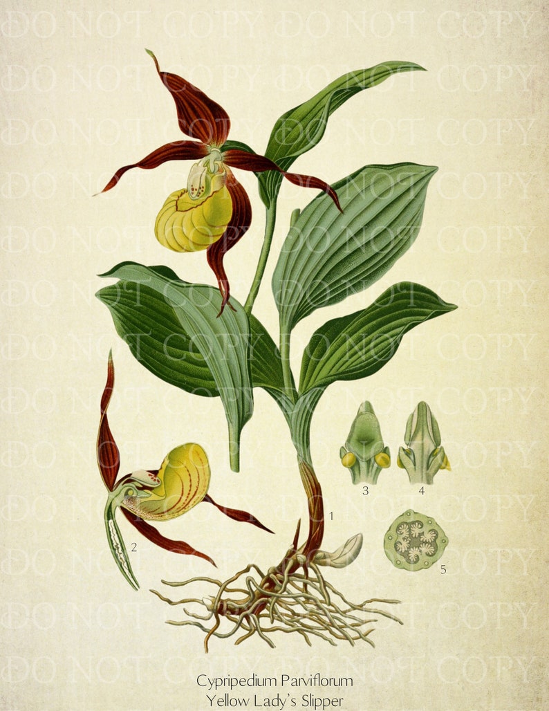 Vintage Botanical Illustration Instant Download Yellow Lady's Slipper ...