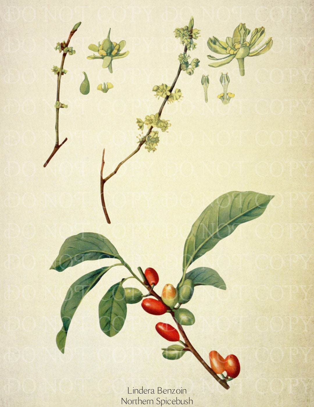 Vintage Spicebush Botanical Illustration INSTANT DOWNLOAD Lindera ...