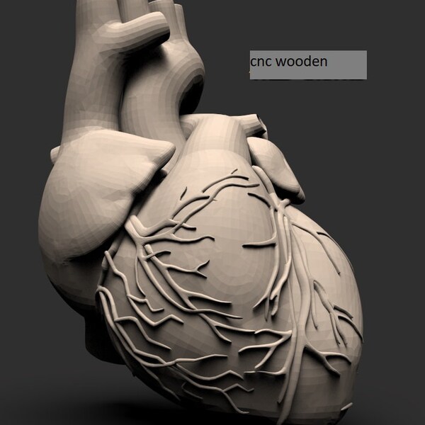 Human Heart - Etsy