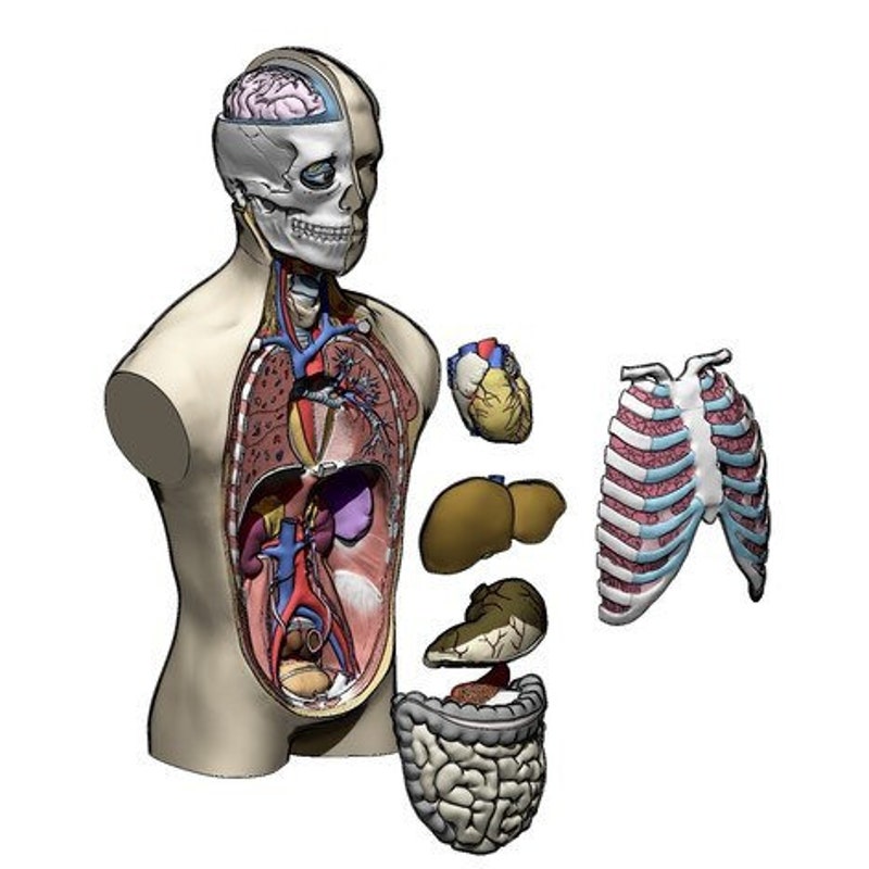 Anatomical Drawings - Etsy
