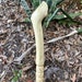 Handmade Crape Myrtle Wood Meat/kitchen Hammer - Etsy