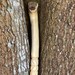 Handmade Crape Myrtle Wood Meat/kitchen Hammer - Etsy