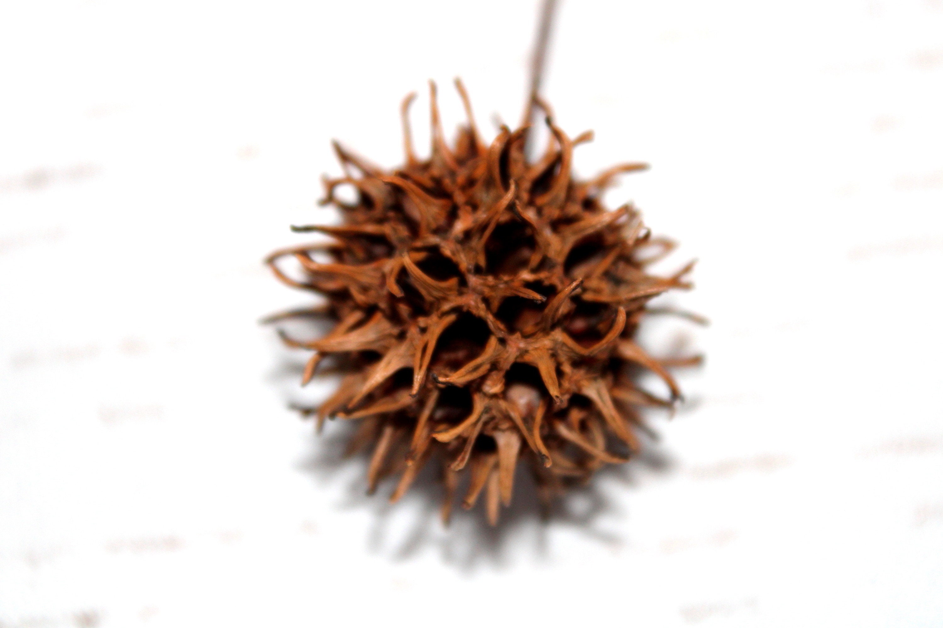 Hand Collected Sweet Gum Seed Pods for Rituals or Decoration-witch's ...