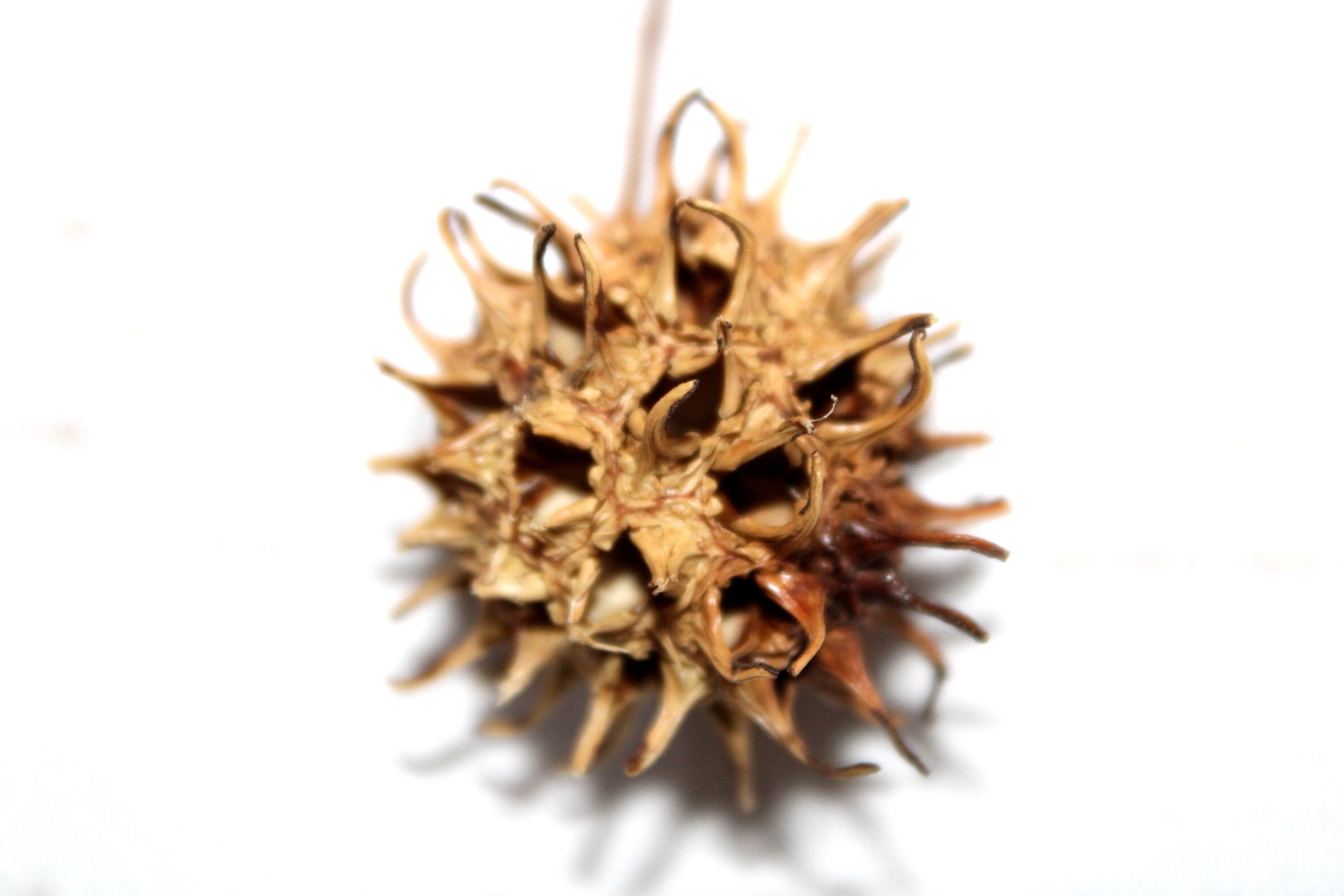 Hand Collected Sweet Gum Seed Pods for Rituals or Decoration-witch's ...