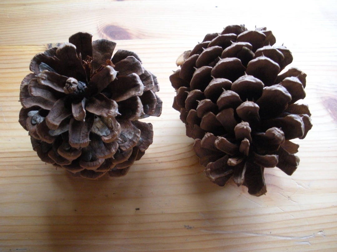 10 LARGE UNBROKEN Arizona Ponderosa Pinecone-washed and Cleaned ...