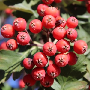 Rowan Wood and Berry Crosses-protection Charm-mountain Ash-talisman ...