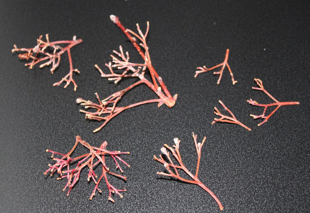 Hand Picked and Dried Rowan Pedicels (stems) for Rituals-mountain Ash ...