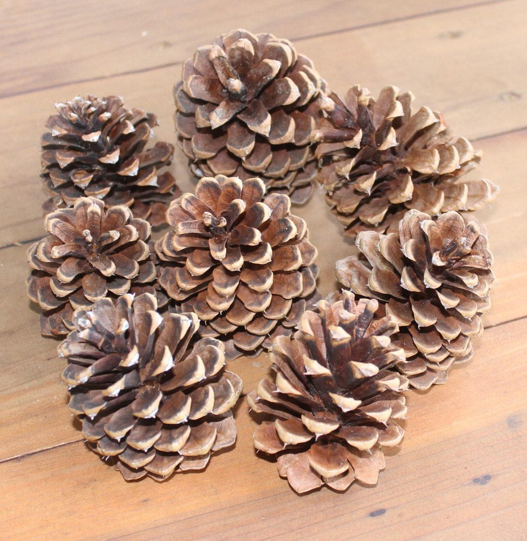 10 EXTRA LARGE UNBROKEN Arizona Ponderosa Pinecones-washed and Cleaned ...