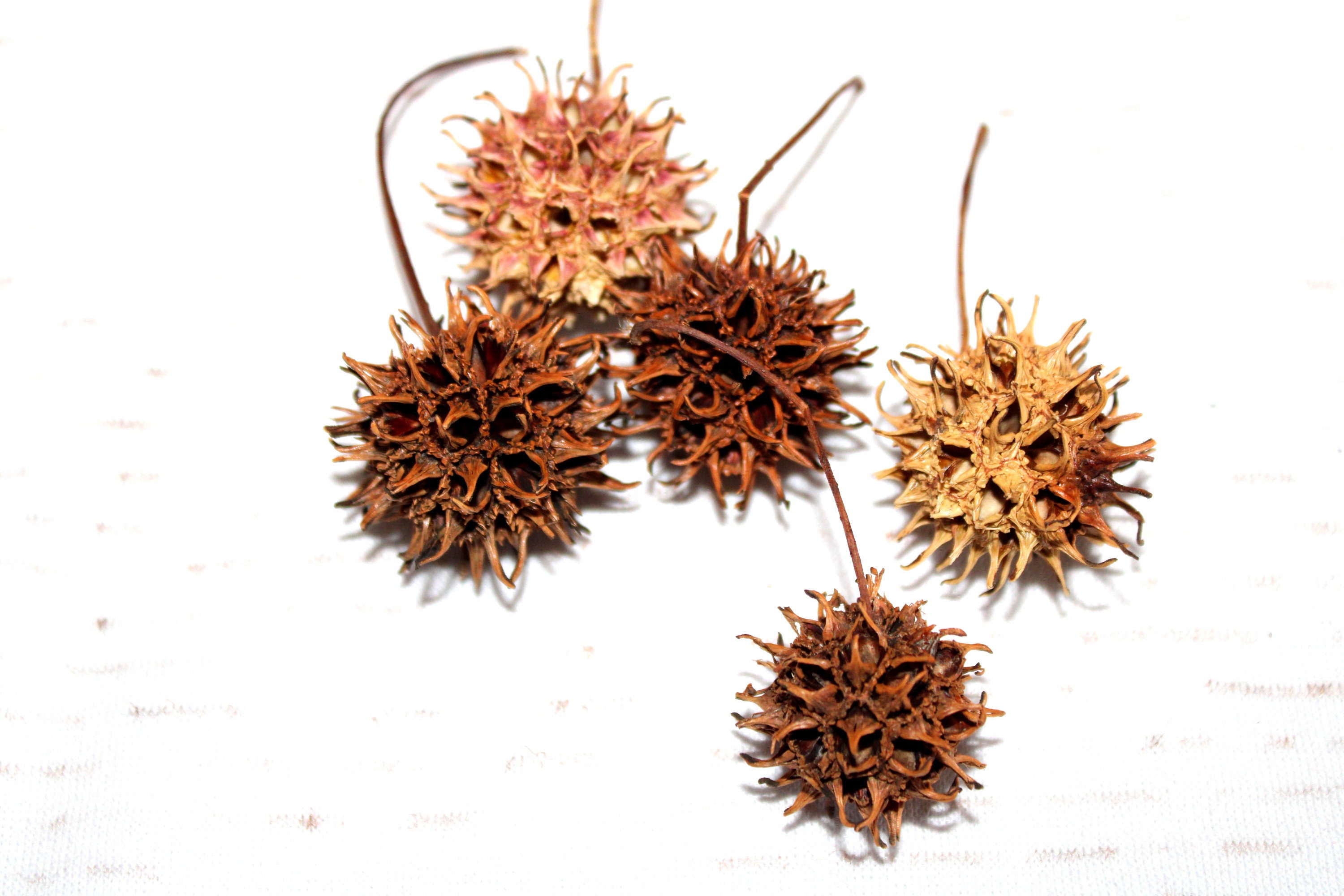 Hand Collected Sweet Gum Seed Pods for Rituals or Decoration-witch's ...