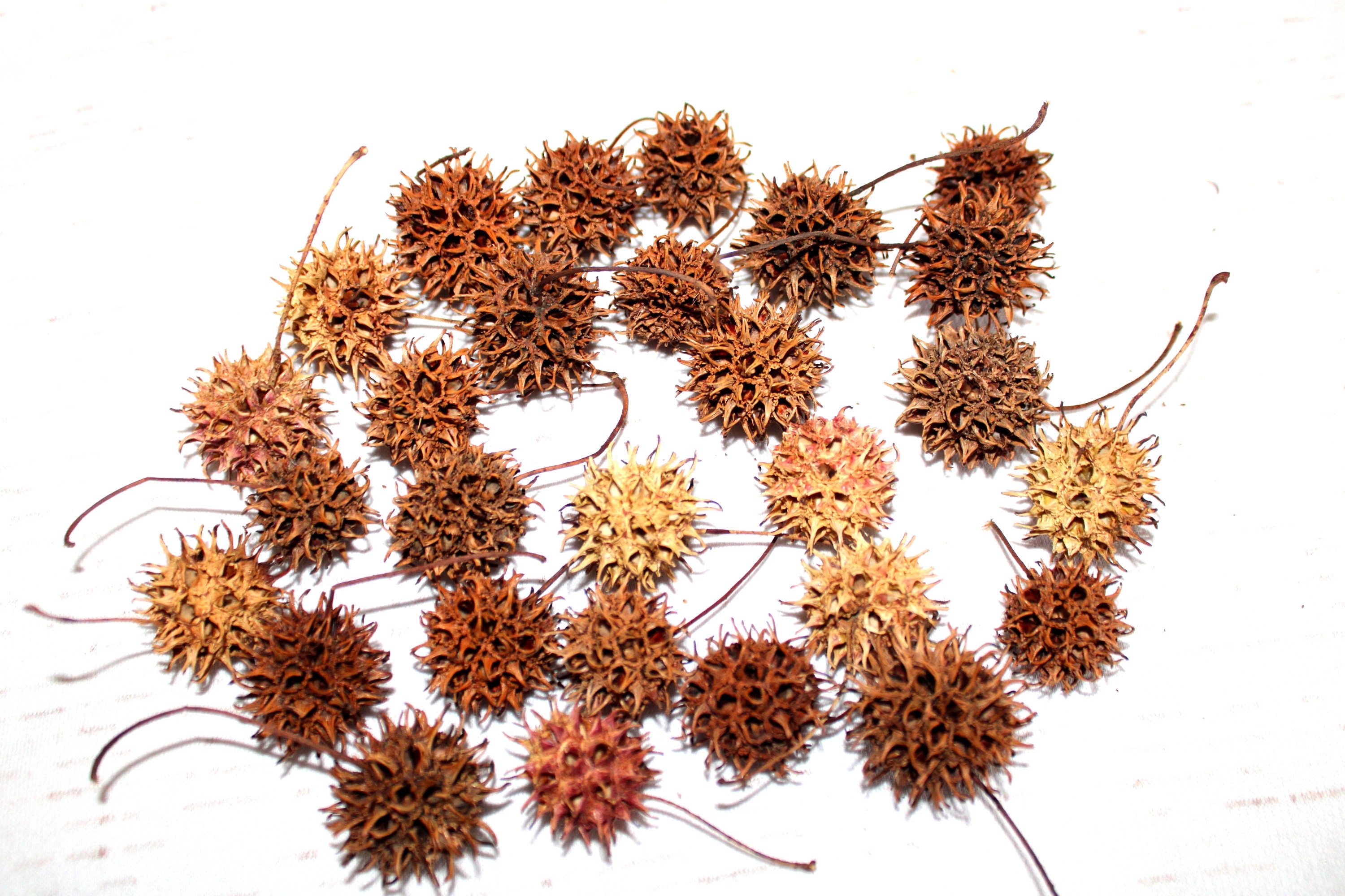 Hand Collected Sweet Gum Seed Pods for Rituals or Decoration-witch's ...