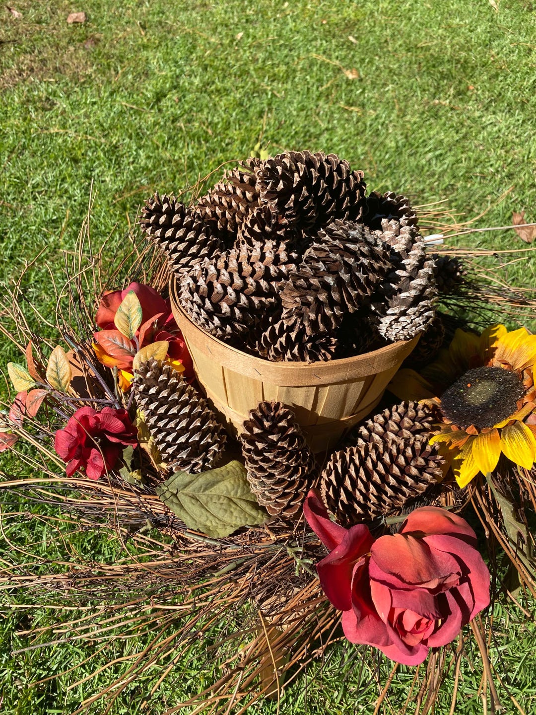Natural Loblolly Pine Cones (50 Pack) – Large 4 to 5 Inch Handpicked ...