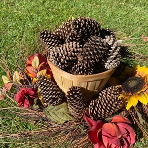 Natural Loblolly Pine Cones (50 Pack) – Large 4 to 5 Inch Handpicked ...