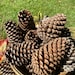 Natural Loblolly Pine Cones (50 Pack) – Large 4 to 5 Inch Handpicked ...