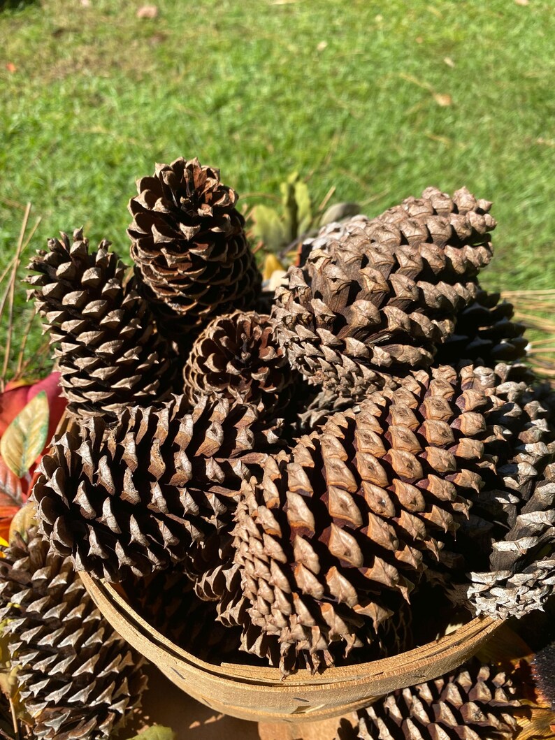 Natural Loblolly Pine Cones (50 Pack) – Large 4 to 5 Inch Handpicked ...