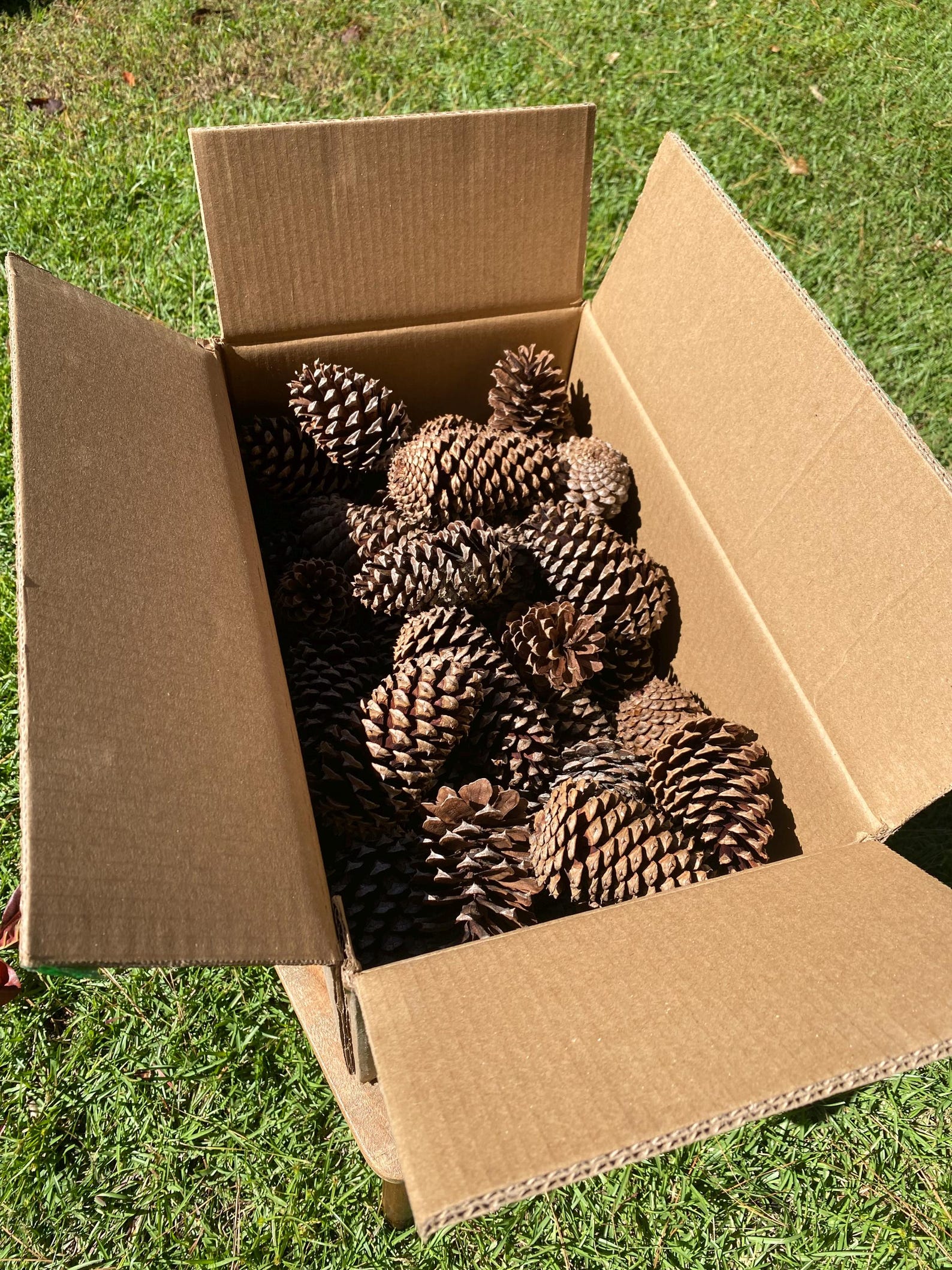 Natural Loblolly Pine Cones (50 Pack) – Large 4 to 5 Inch Handpicked ...