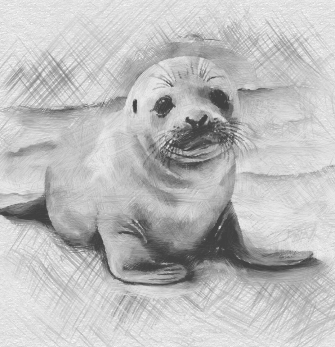 Original Baby Seal Pencil Drawing, Signed Wildlife Art (40x40 Cm) - Etsy