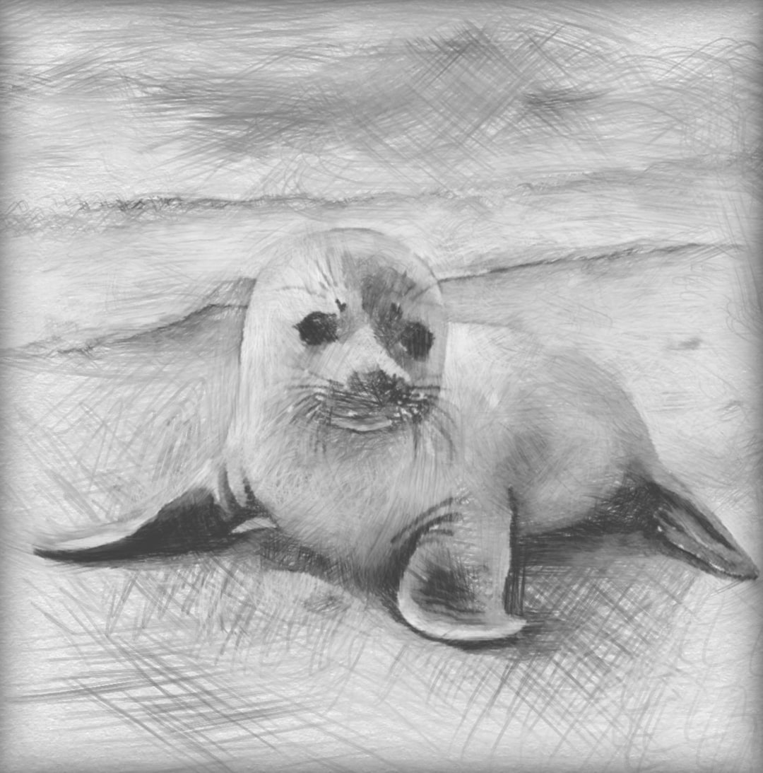 Original Baby Seal Pencil Drawing - Spray Varnished & Signed - 40x40 Cm ...