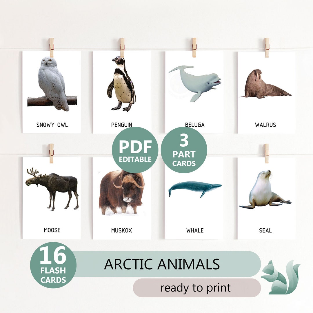 ARCTIC ANIMALS Real Images - 16 Editable Flash Cards, Educational ...