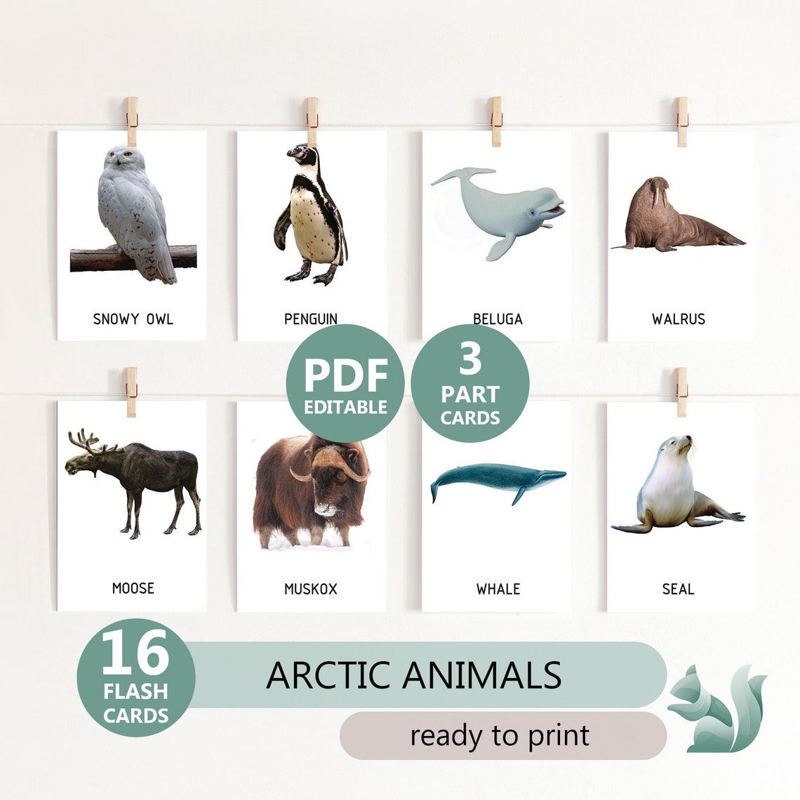 ARCTIC ANIMALS Real Images - 16 Editable Flash Cards, Educational ...