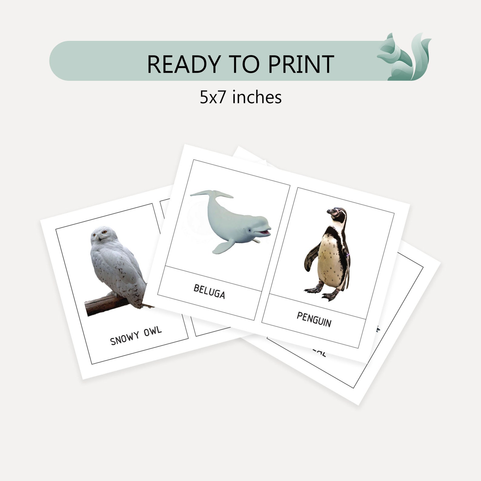 ARCTIC ANIMALS Real Images - 16 Editable Flash Cards, Educational ...