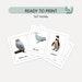 ARCTIC ANIMALS Real Images - 16 Editable Flash Cards, Educational ...