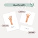 ASL Numbers Flashcards 0-10 for Learning, American Sign Language ...