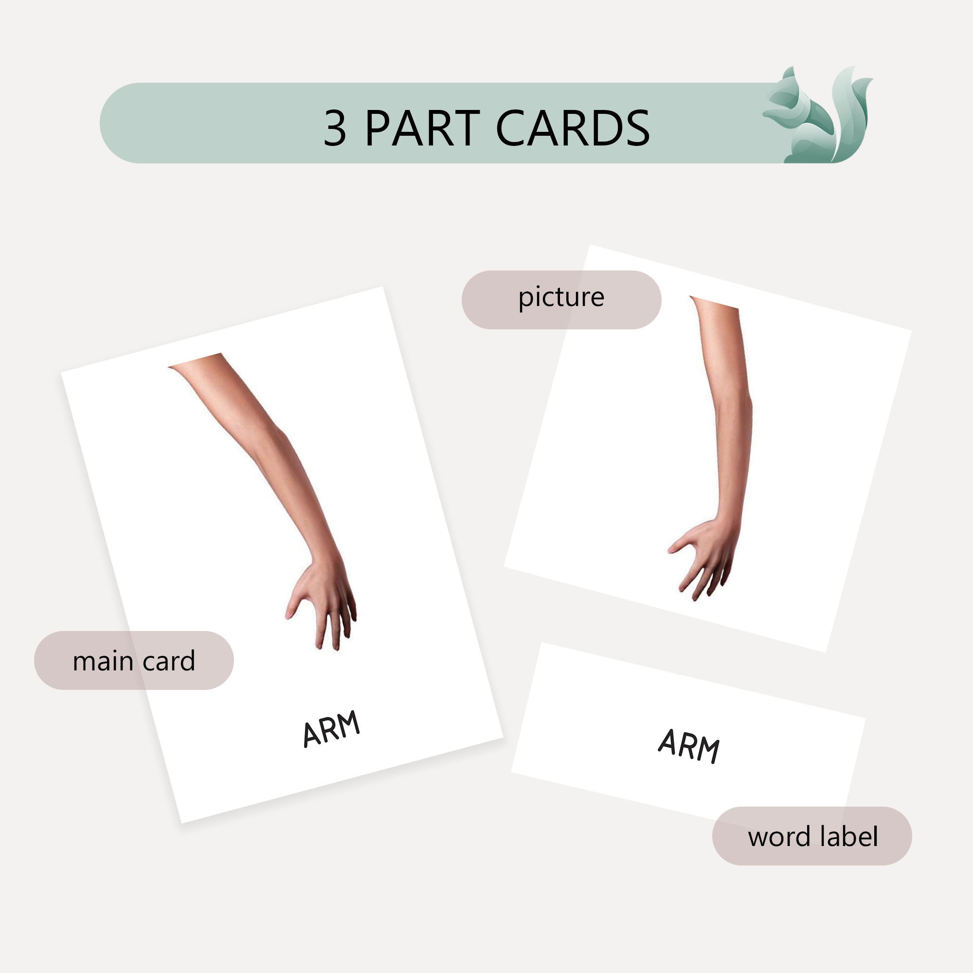 BODY PARTS Real Images - 46 Editable Flash Cards, Montessori Cards, Pre ...